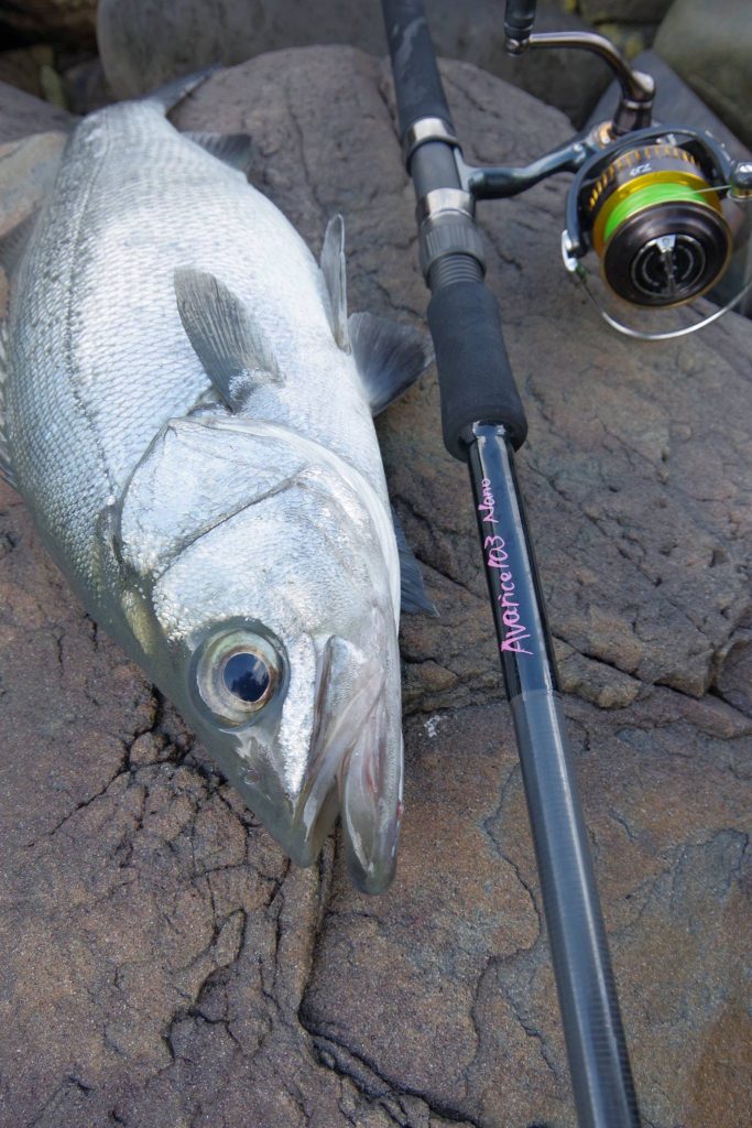 「RippleFisher Monster Impact 101HH nano / Avarice 103M nano / Avarice 106MH nano」熊本天草 スタッフヒラスズキ ...