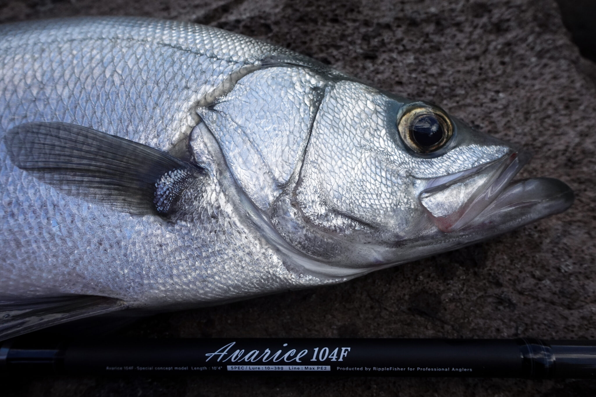 【2025年新製品紹介】Avarice 104F | リップルフィッシャー